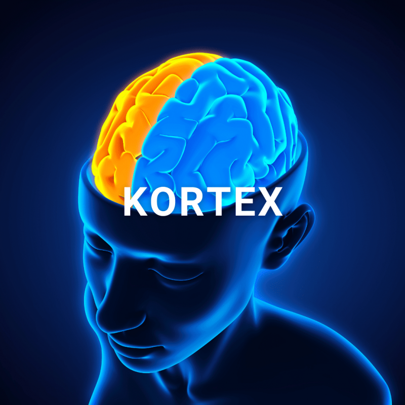 Einblick in die Neuroanatomie: Der Kortex im Detail - Deutsche Neuro ...